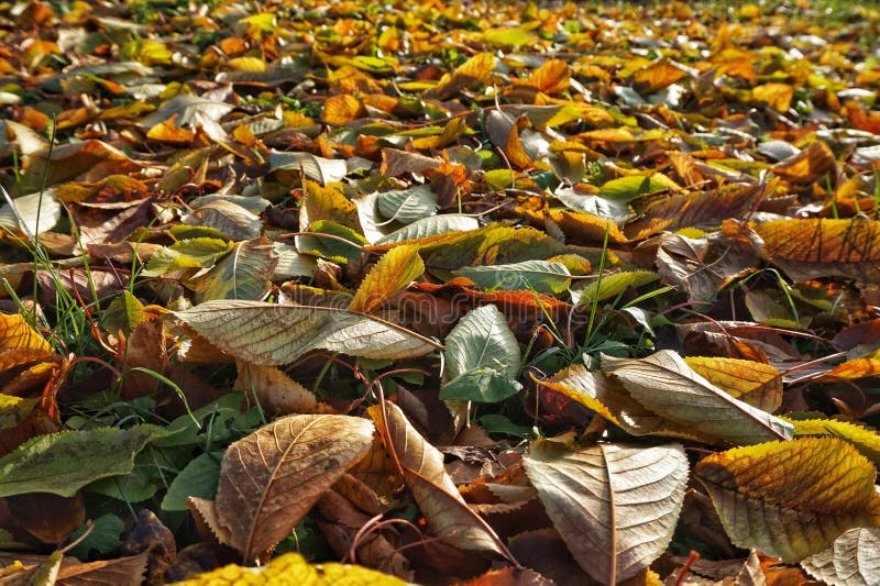 Fallen Autumn Leaves Lie on the Ground in the Garden. Stock Photo ...