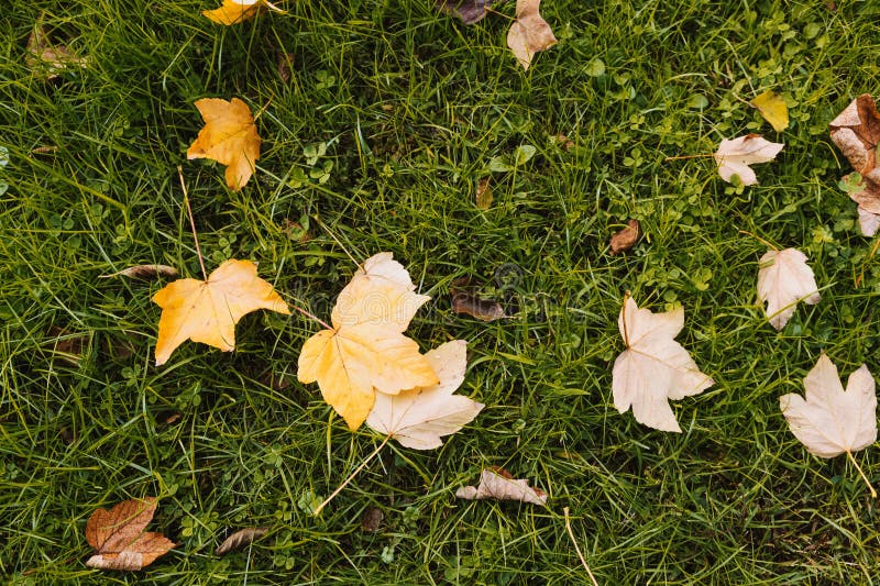 Fallen Autumn Leaves in a Park, Background for Fall Design Stock Image ...
