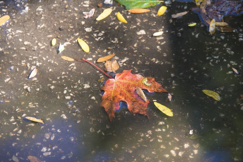 Fallen Autumn Leaves in a Puddle Stock Photo - Image of environment ...