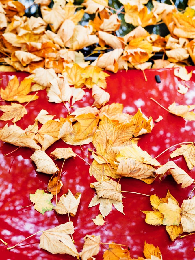 Fallen Autumn Leaves On Red Car Stock Image - Image of leaves, town ...