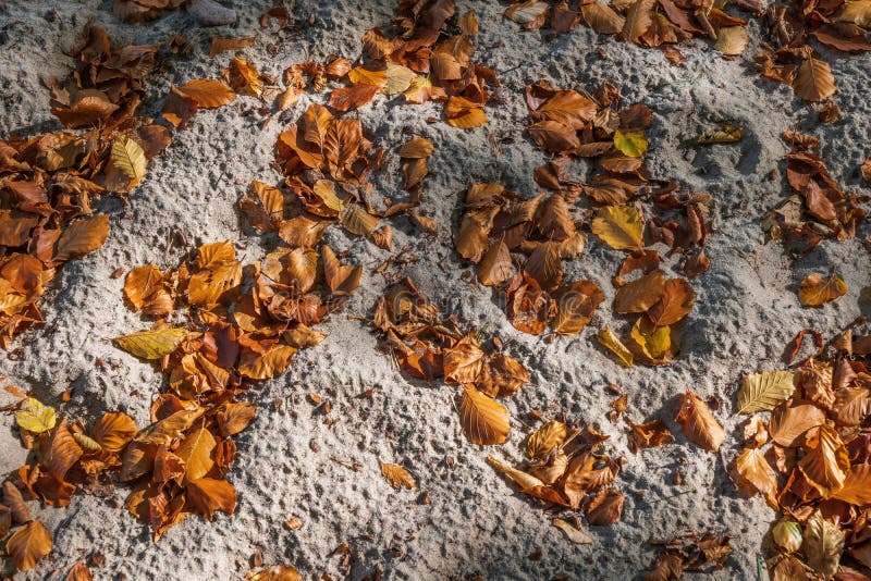 Fallen Autumn Leaves in Sand Stock Photo - Image of backdrop, autumn ...