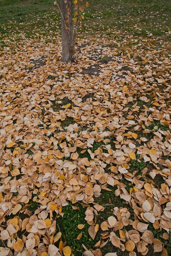 Fallen Autumn Leaves Scattered at the Base of a Tree Stock Photo ...