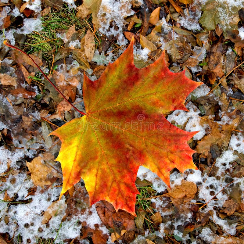 Fallen Autumn Leaves on Snow Close-up Stock Photo - Image of life ...