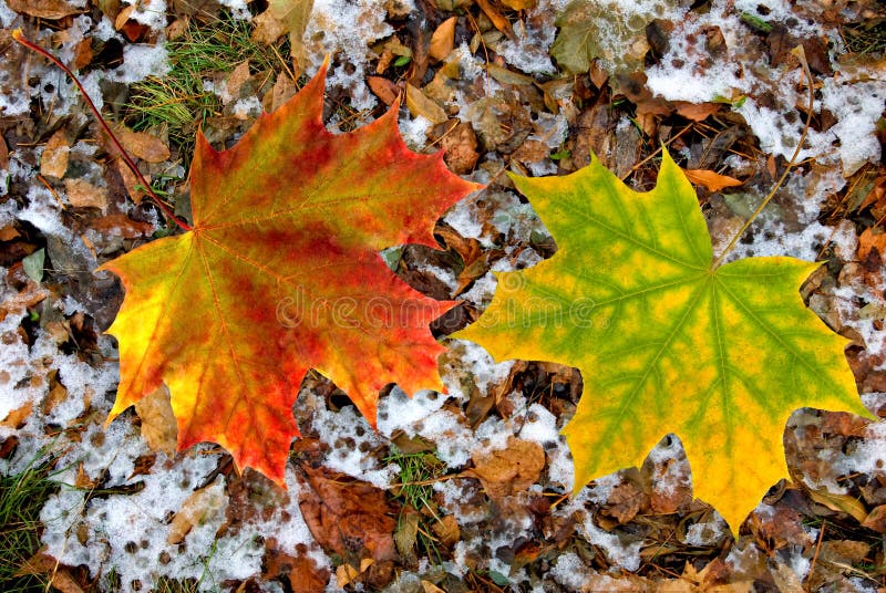 Fallen Autumn Leaves on Snow Close-up Stock Photo - Image of collection ...