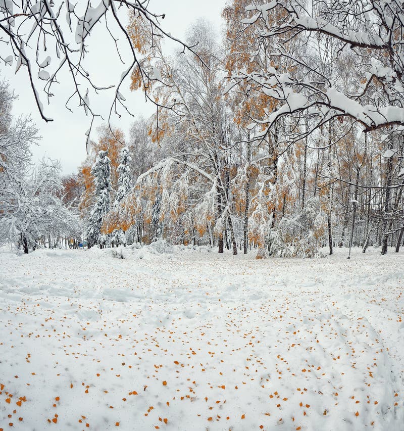 Fallen Autumn Leaves on Snow in the Forest Stock Photo - Image of ...