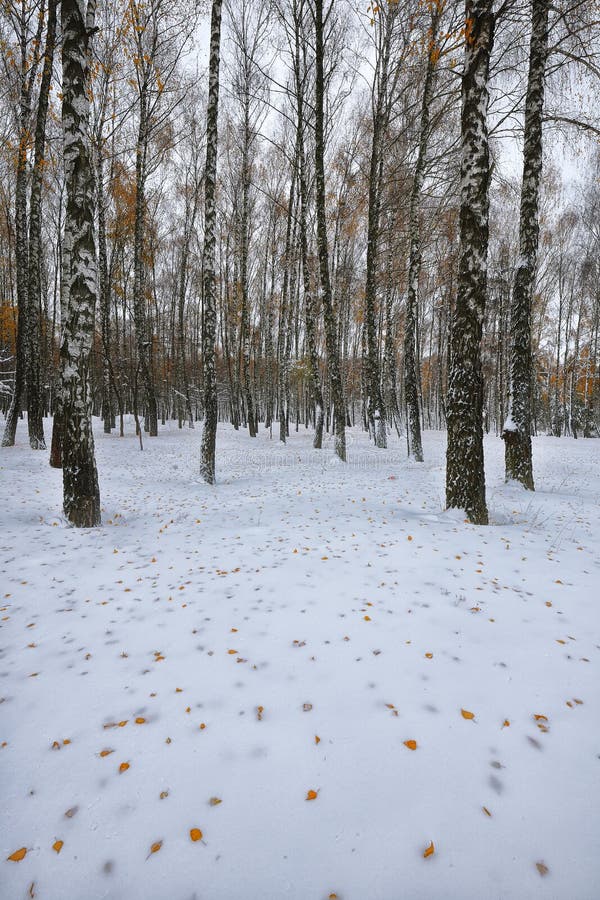 Fallen Autumn Leaves on Snow in the Forest Stock Image - Image of leaf ...