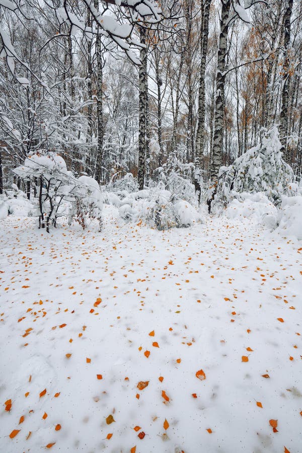 Fallen Autumn Leaves on Snow in the Forest Stock Photo - Image of glade ...