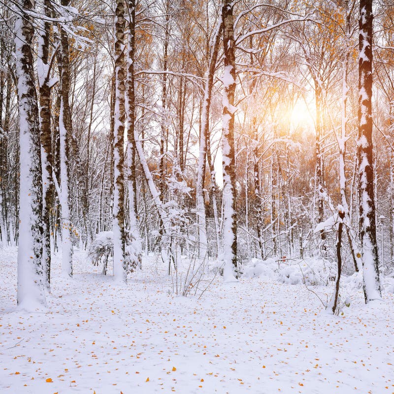 Fallen Autumn Leaves on Snow in the Forest Stock Photo - Image of ...
