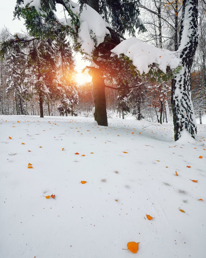 Fallen Autumn Leaves on Snow in the Forest Stock Image - Image of ...