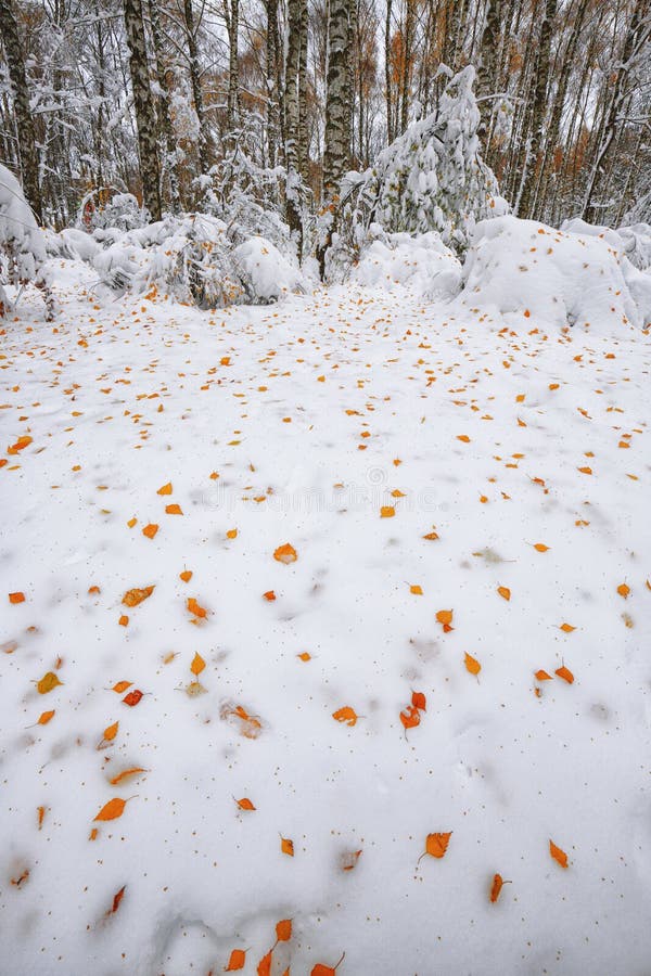 Fallen Autumn Leaves On White Snow In The Forest Stock Image - Image of ...