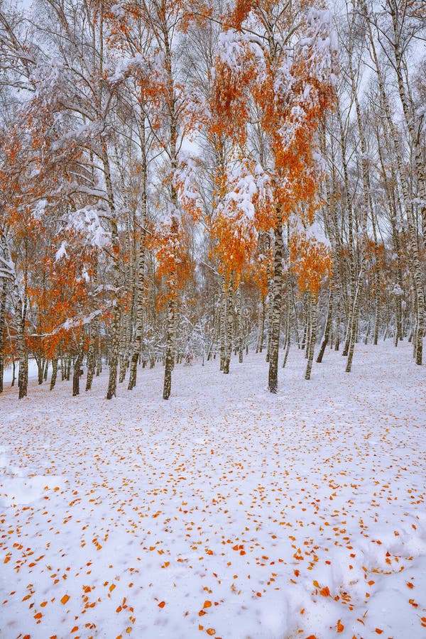 Fallen Autumn Leaves on Snow in the Forest Stock Photo - Image of ...