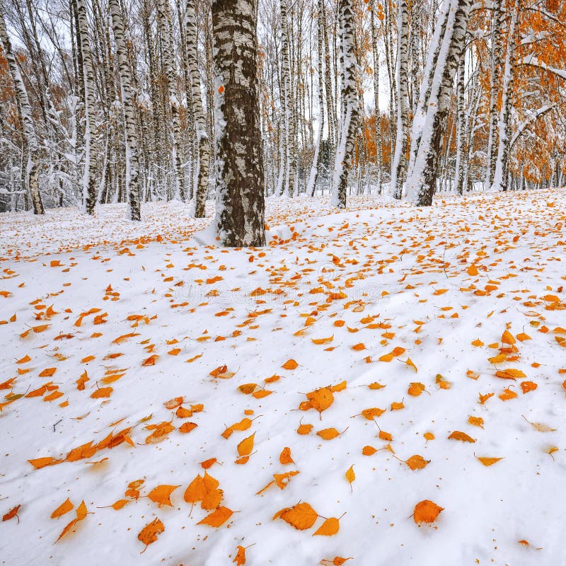 Fallen Autumn Leaves on Snow in the Forest Stock Photo - Image of ...