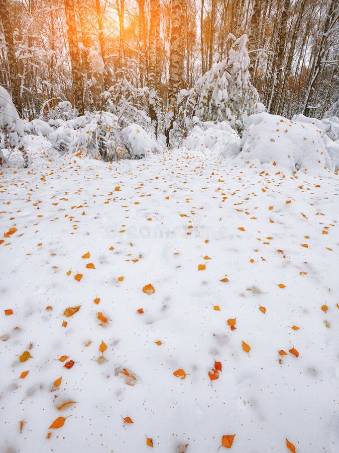 Fallen Autumn Leaves on Snow in the Forest Stock Photo - Image of ...