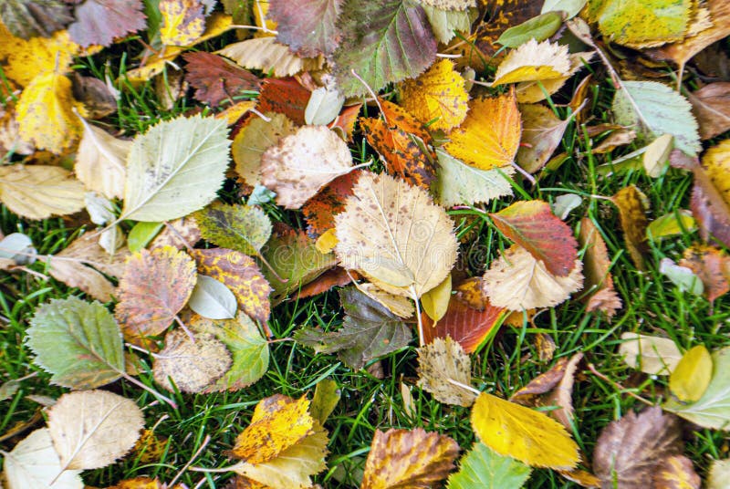 Fallen Autumn Leaves. Top View for Wallpaper Stock Image - Image of ...