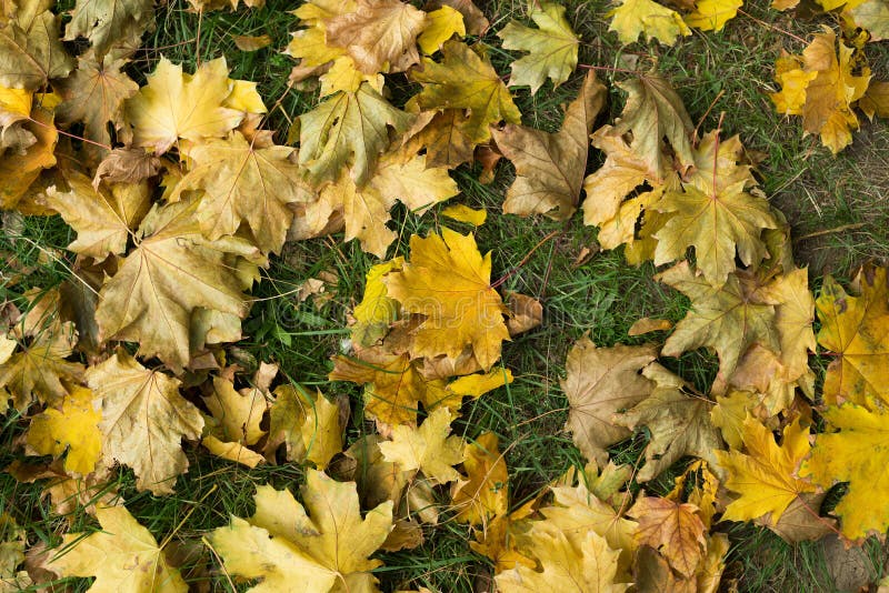 Fallen Autumn Leaves. Top View. Yellow Colour Stock Photo - Image of ...