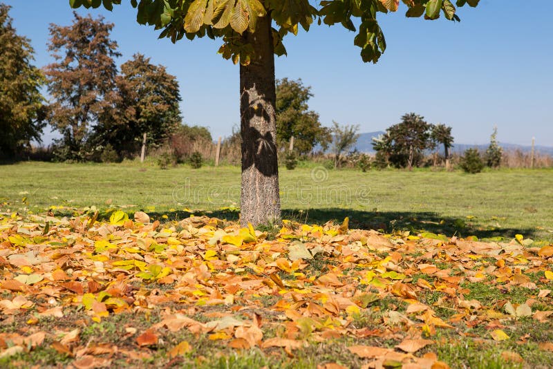 Fallen autumn leaves stock image. Image of brown, leaves - 39135827
