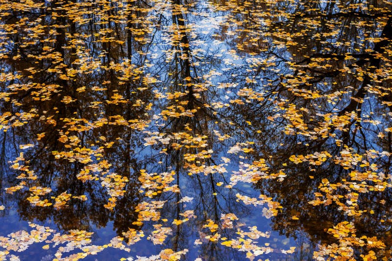Fallen Autumn Leaves on the Water Stock Image - Image of colorful, park ...