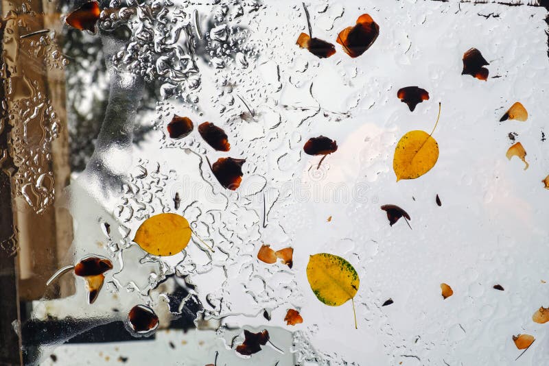 Leaves on the Ceiling stock image. Image of trees, leafs - 25921693