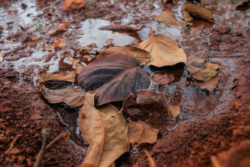 Fallen Autumn Leaves on Wet Soil Stock Image - Image of outdoors ...