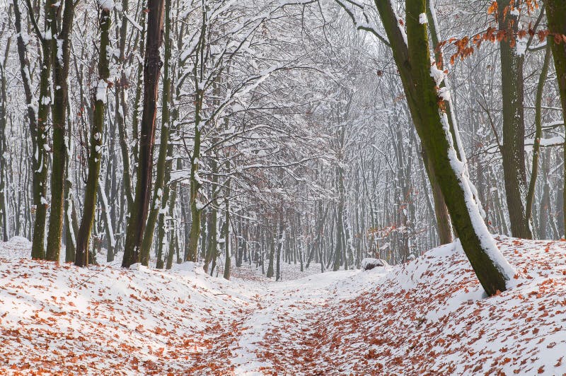 Fallen Autumn Leaves on White Snow in the Forest Stock Photo - Image of ...