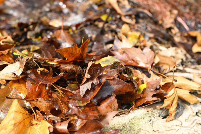 Fallen Autumn Maple Leaves are Red and Wet. Stock Photo - Image of heap ...