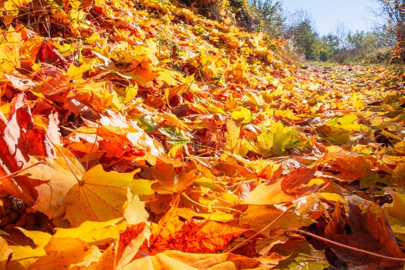 Fallen Autumn Maple Leaves are Strewn Along the Path Stock Photo ... Fallen Autumn Maple Leaves are Strewn Along the Path Stock Photo ...