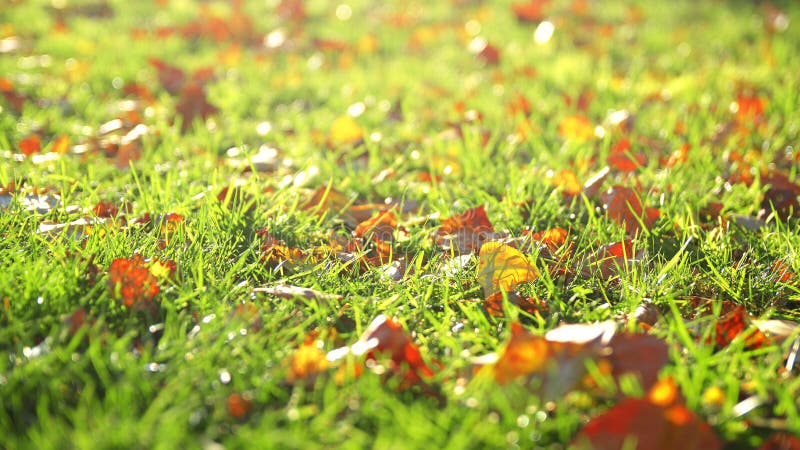 Fallen Autumn Red Leaves on Grass. Natural Sun Light Stock Image ...