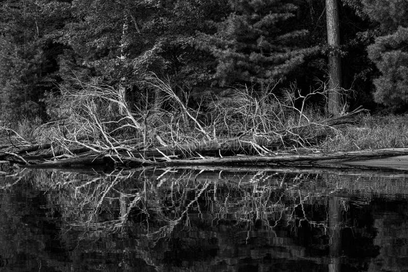 Fallen Bare Tree with Reflection in the Water in Black and White Stock ...
