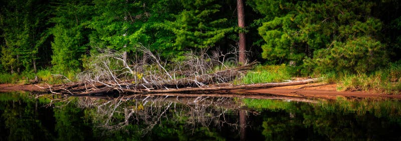 Fallen Bare Tree with Reflection in the Water Stock Photo - Image of ...