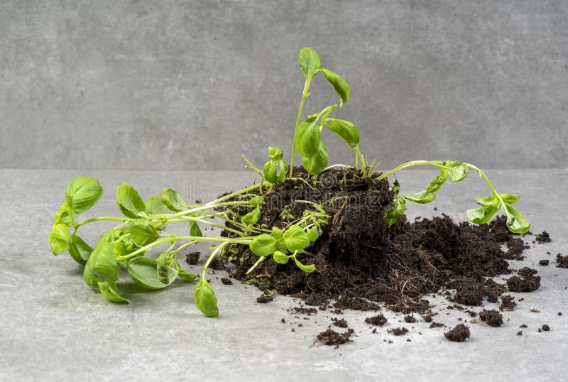 Fallen basil plant stock photo. Image of cuisine, basilicum - 242385742