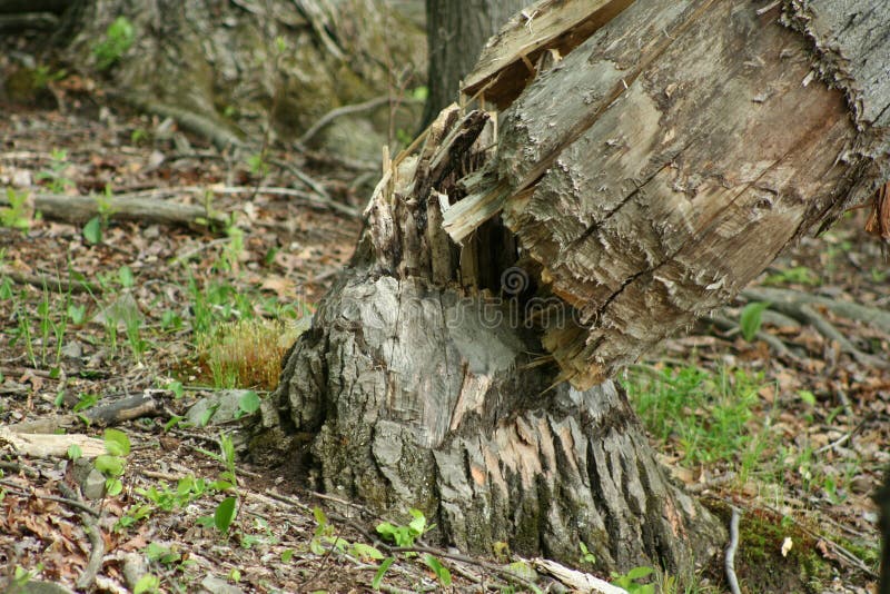 Fallen beaver tree stock photo. Image of stream, scenics - 2473694