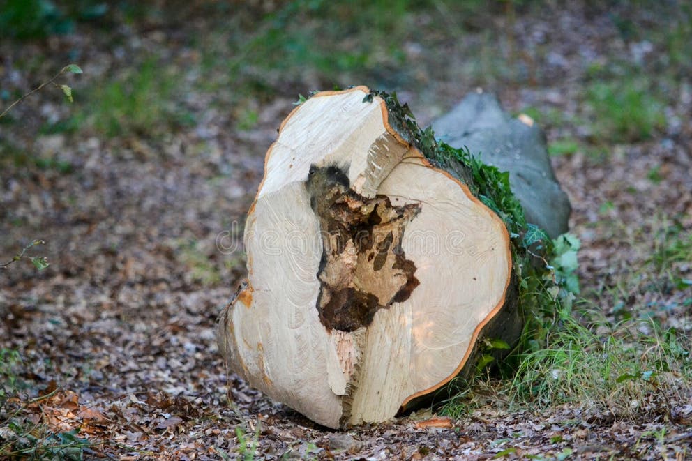 A fallen beech tree stock image. Image of woodland, nature - 330190731