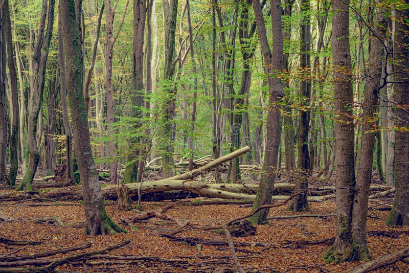 Fallen Beech Tree on the Ground of an Ancient Autumn Forest Stock Image ...