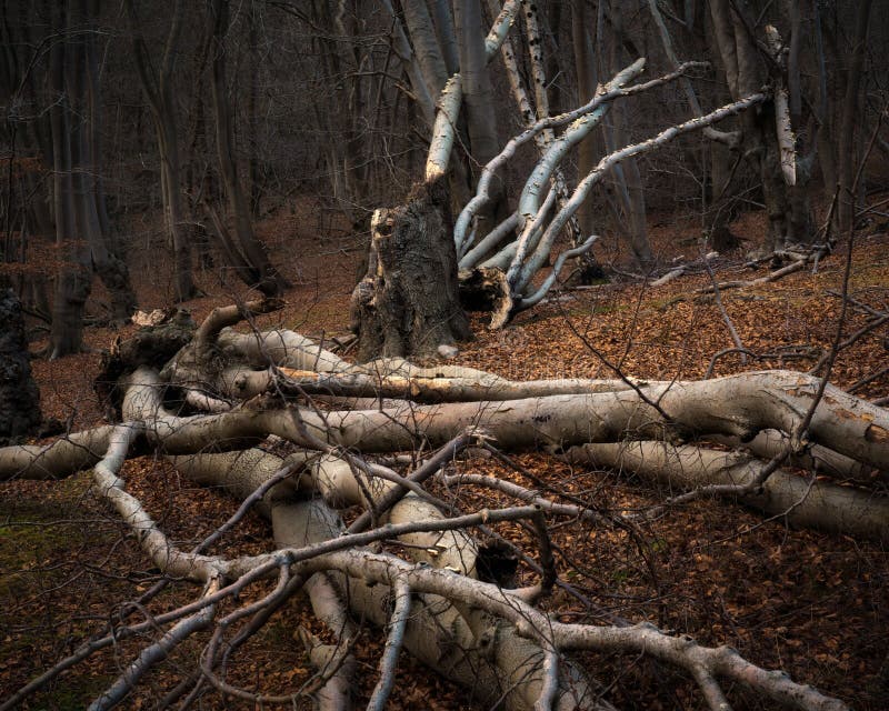 Fallen Beech Tree Trunks and Branches Over Autumn Foliage Captured in ...