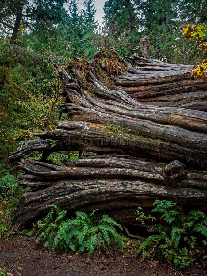Fallen Big Cedar stock image. Image of northwest, cedar - 91525029