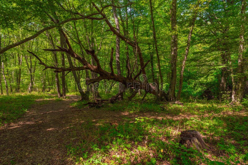 Fallen Big Tree in the Green Forest Stock Photo - Image of dead, dense ...