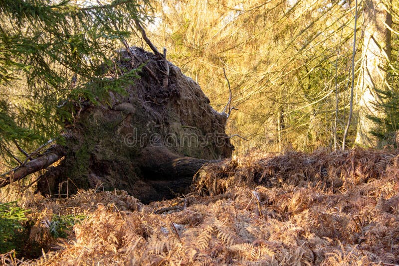 Fallen Big Tree after Storm. Storm Damaged Tree Uprooted and Broken ...