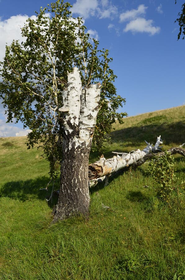 Fallen Birch and the Fact that it is Growing. Stock Image - Image of ...