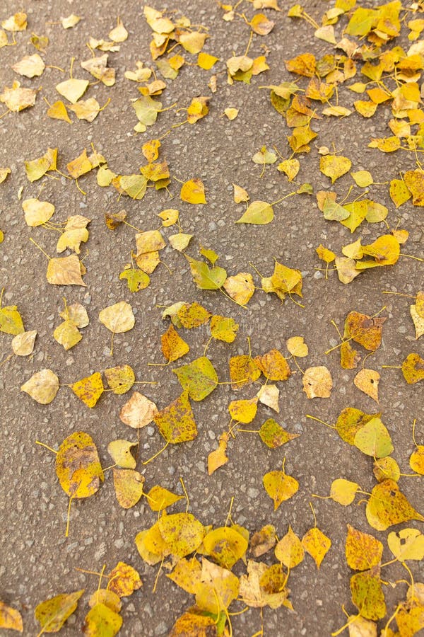 Fallen Birch Leaves on an Asphalt Road As a Background. Autumn Stock ...