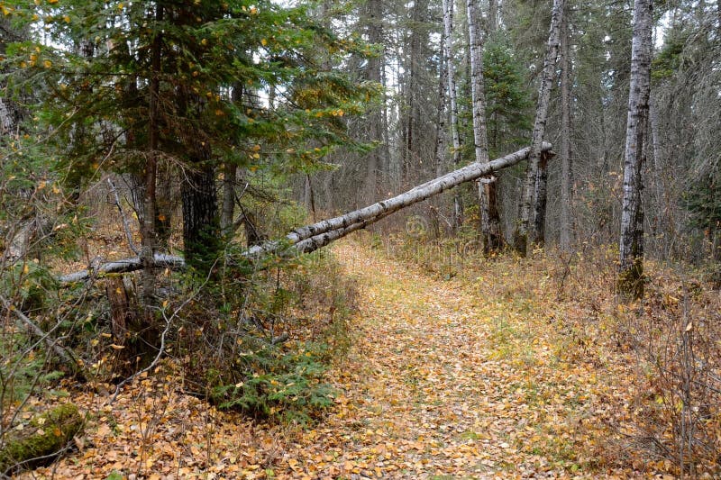 Fallen Birch Tree Across a Trail in the Forest at Duck Mountain ...