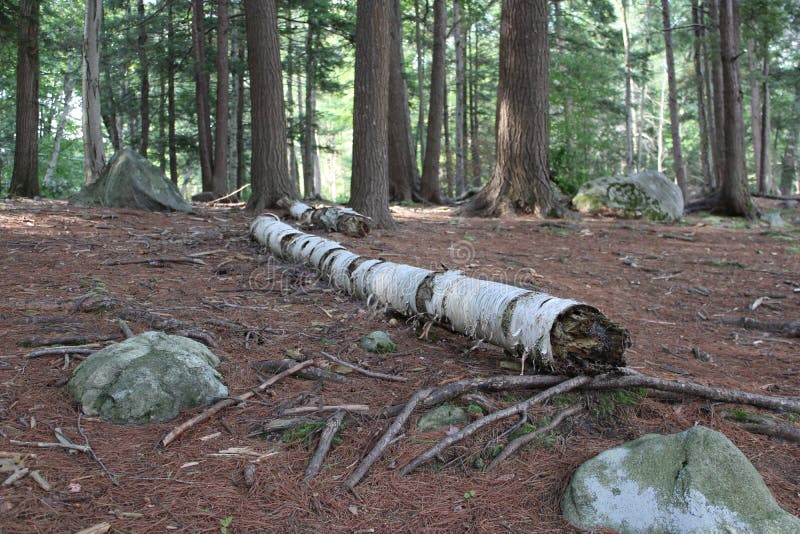 Fallen Birch Tree in Burr Pond State Forest Stock Image - Image of leaf ...
