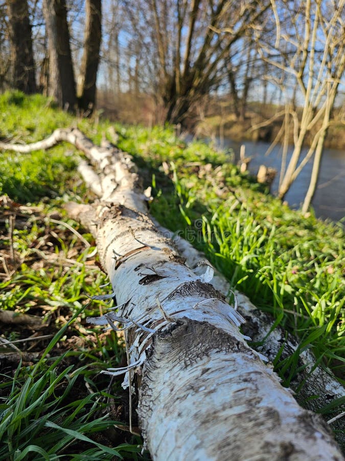 Fallen Birch Tree at the Edge of the River Stock Photo - Image of flora ...