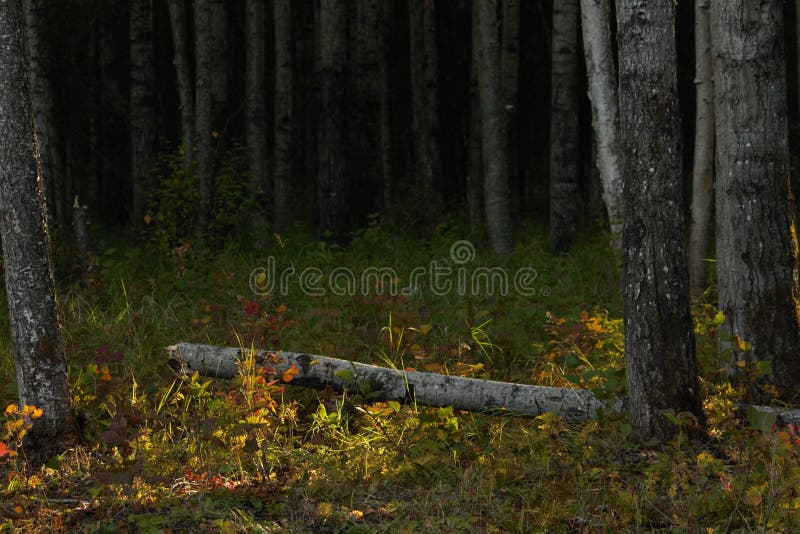 Fallen birch tree stock image. Image of alaskan, forest - 69492949
