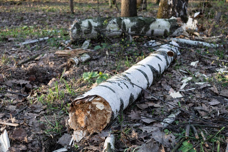 Fallen Birch Tree Trunk on Forest Floor Surrounded by Leaves and Grass ...