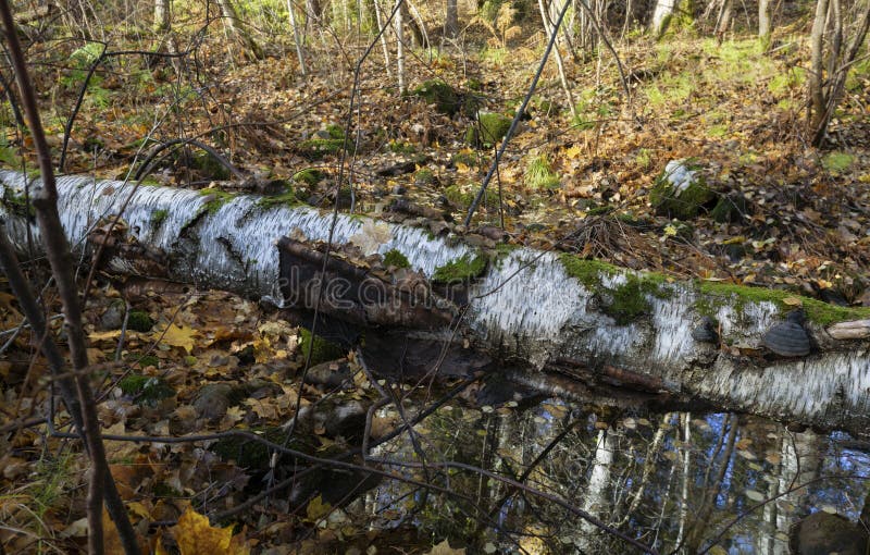 Fallen Birch Tree in Wet Environment Stock Photo - Image of deciduous ...