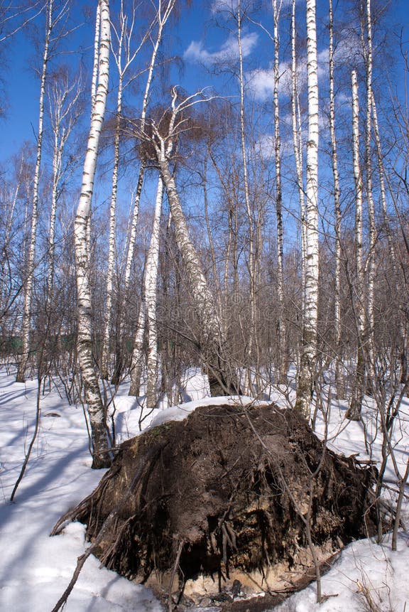 Fallen Birch Tree in Winter Forest Stock Image - Image of ground ...