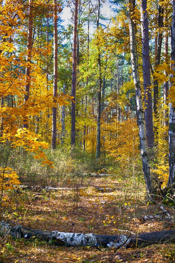 Fallen Birch Trees on Autumn Forest Path Stock Image - Image of tree ...