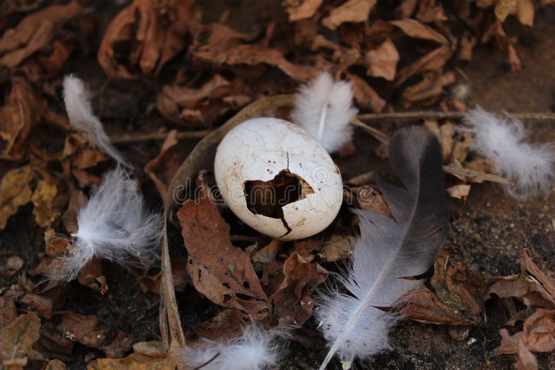 Fallen bird egg stock photo. Image of fallen, bird, shell - 95100056