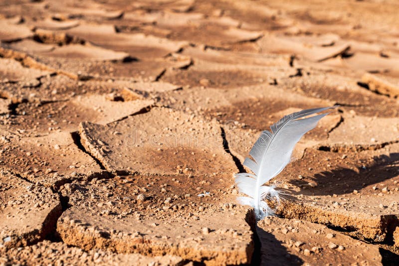 A Fallen Bird Feather in the Desert, at the Bottom of a Former River ...