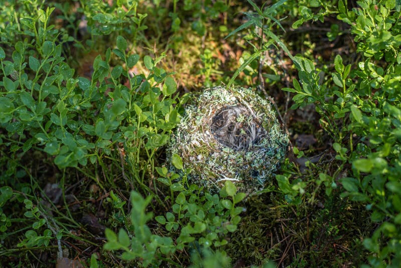 Fallen Bird Nest in the Forest Stock Photo - Image of natural, home ...